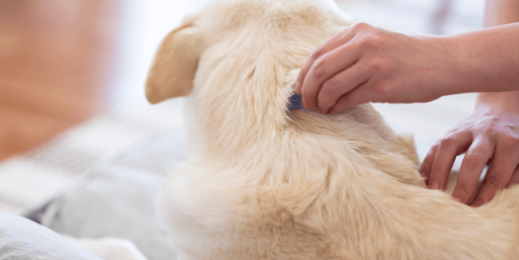 Evde Pire Olduğu Nasıl Anlaşılır? Pireden Kurtulma Yöntemleri Nelerdir ...